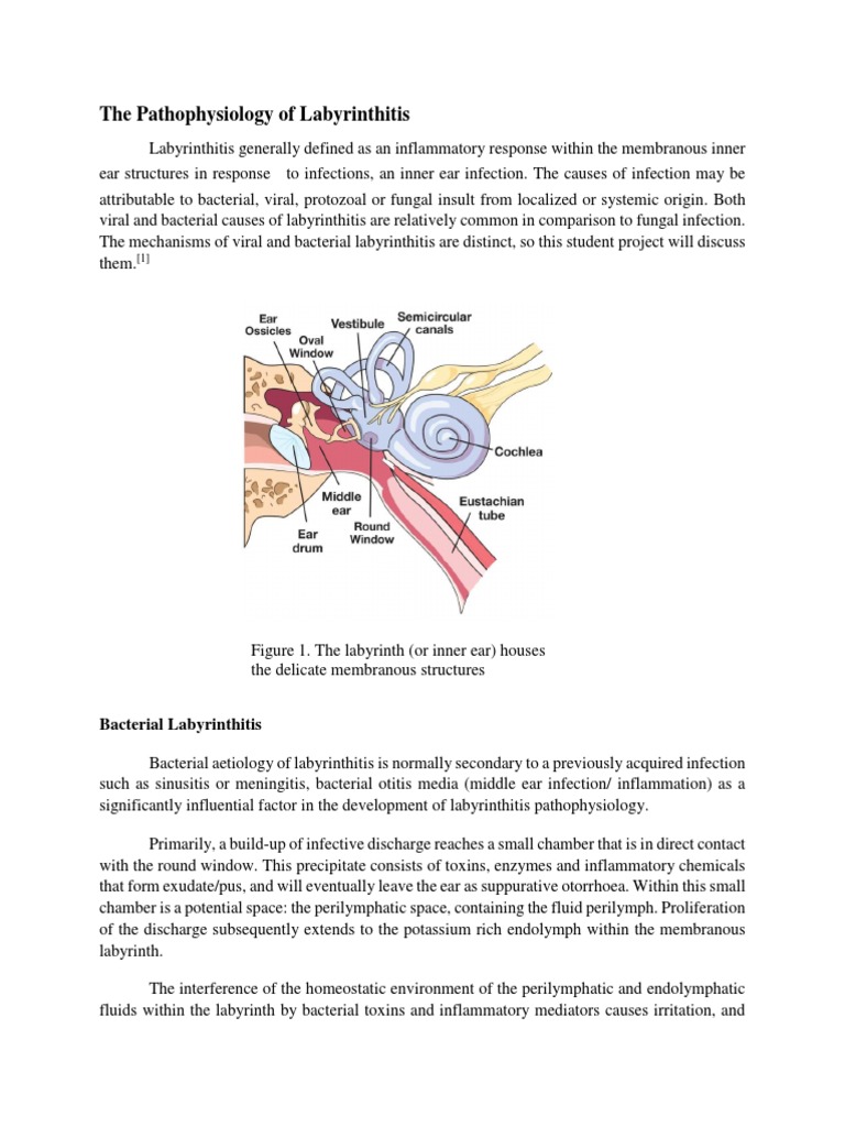 The Pathophysiology of Labyrinthitis | PDF | Virus | Infection