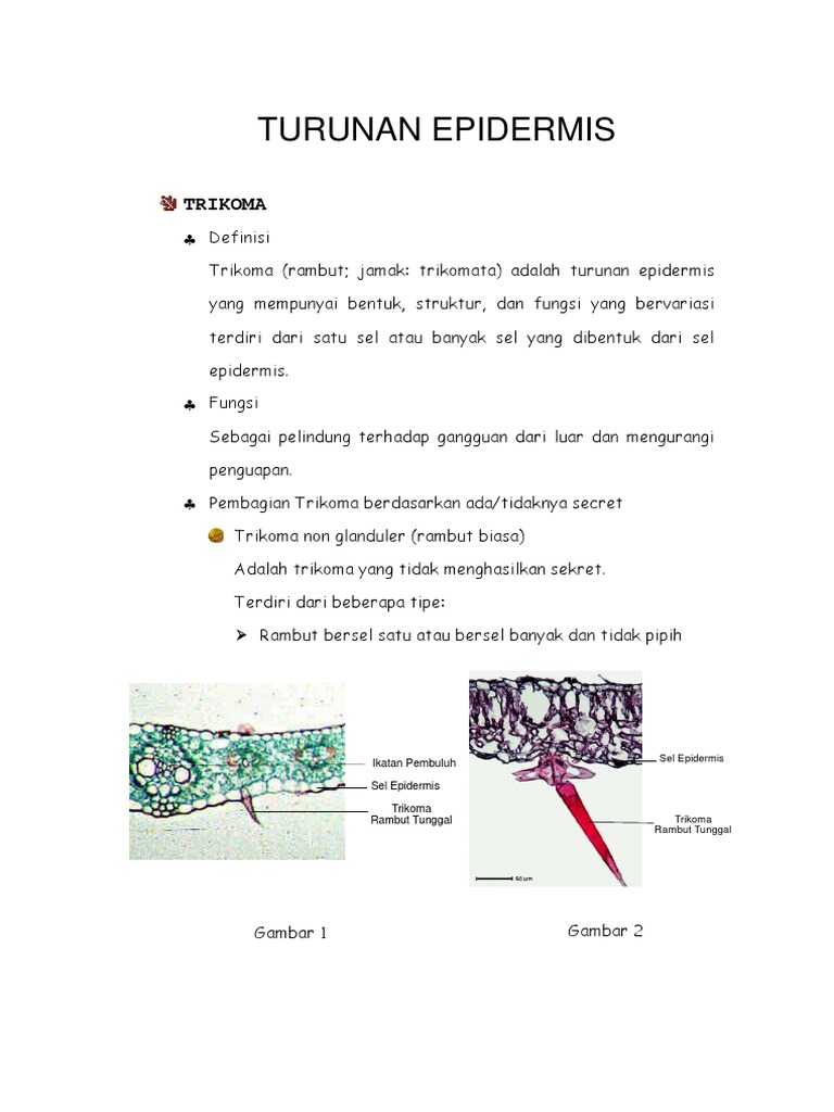 Epidermis PDF | PDF