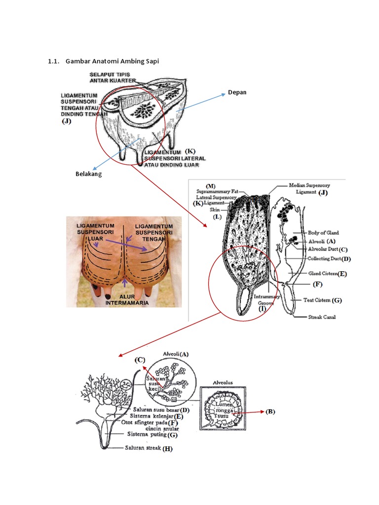 Gambar Anatomi Ambing Sapi | PDF | Kesehatan Holistik