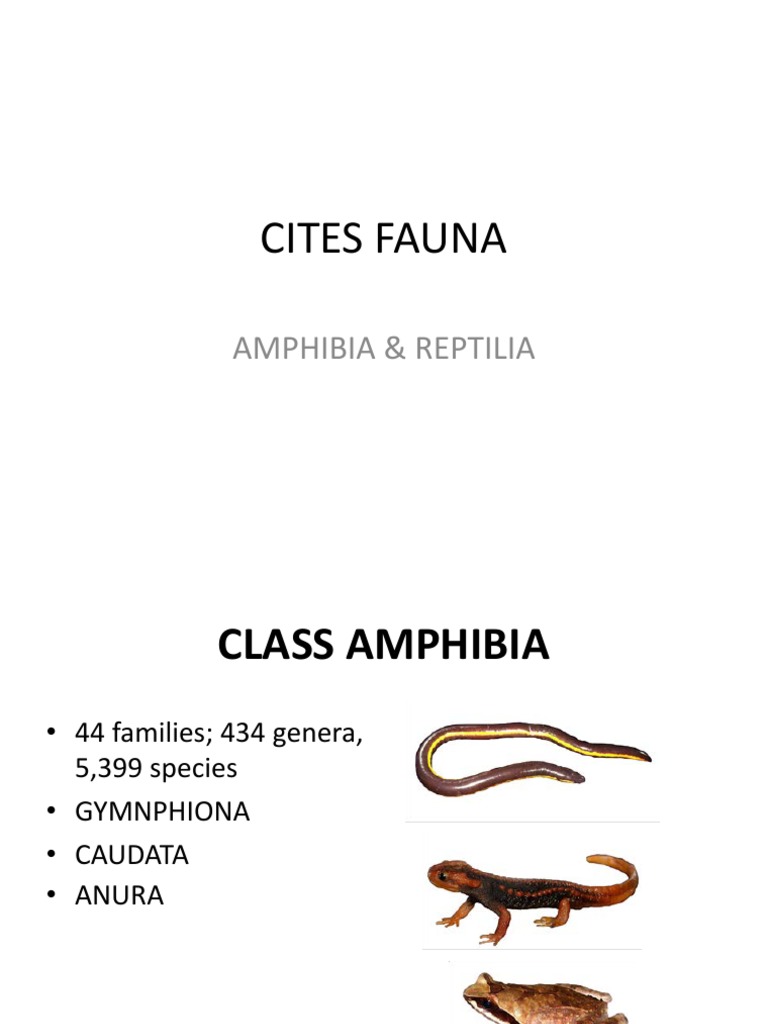 Cites Fauna | PDF | Turtle | Taxa