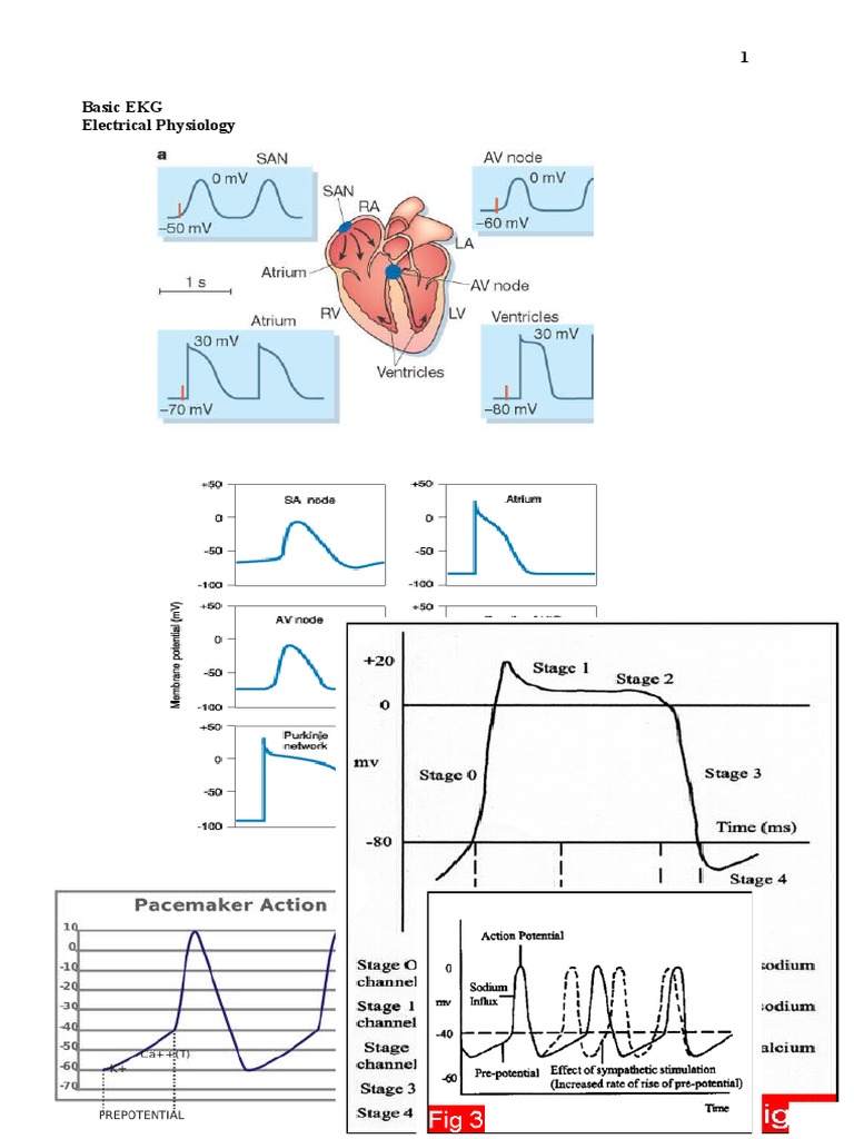 Basic EKG Interpretation Guide | PDF | Electrocardiography | Heart Valve