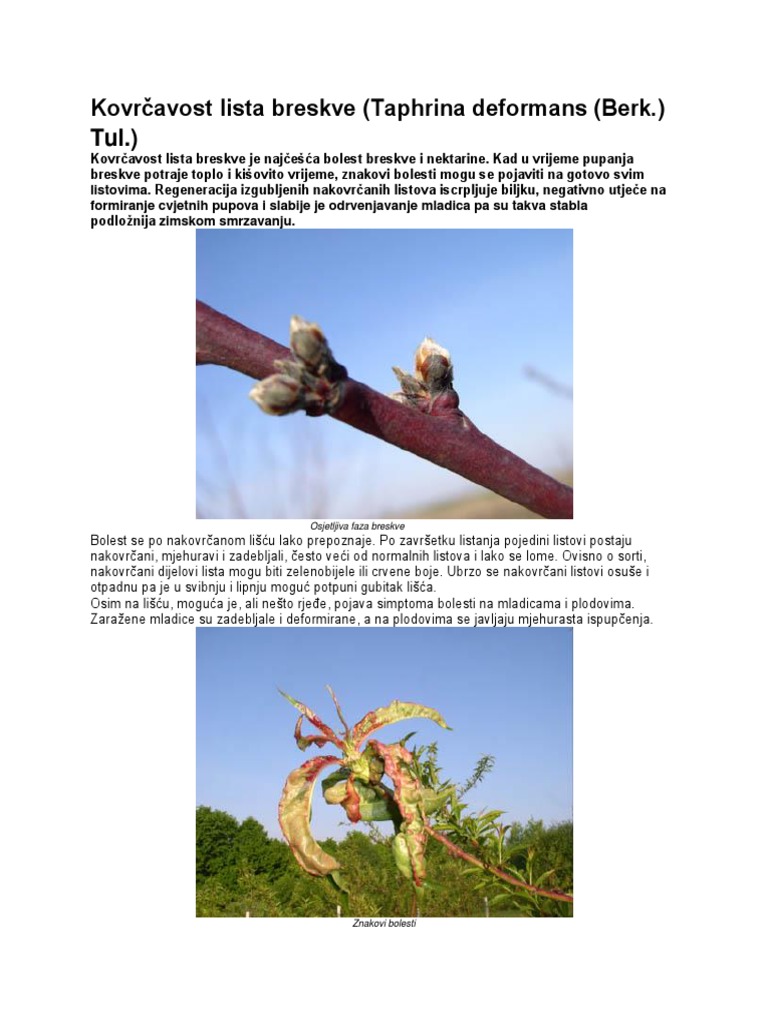 Kovrčavost Lista Breskve | PDF