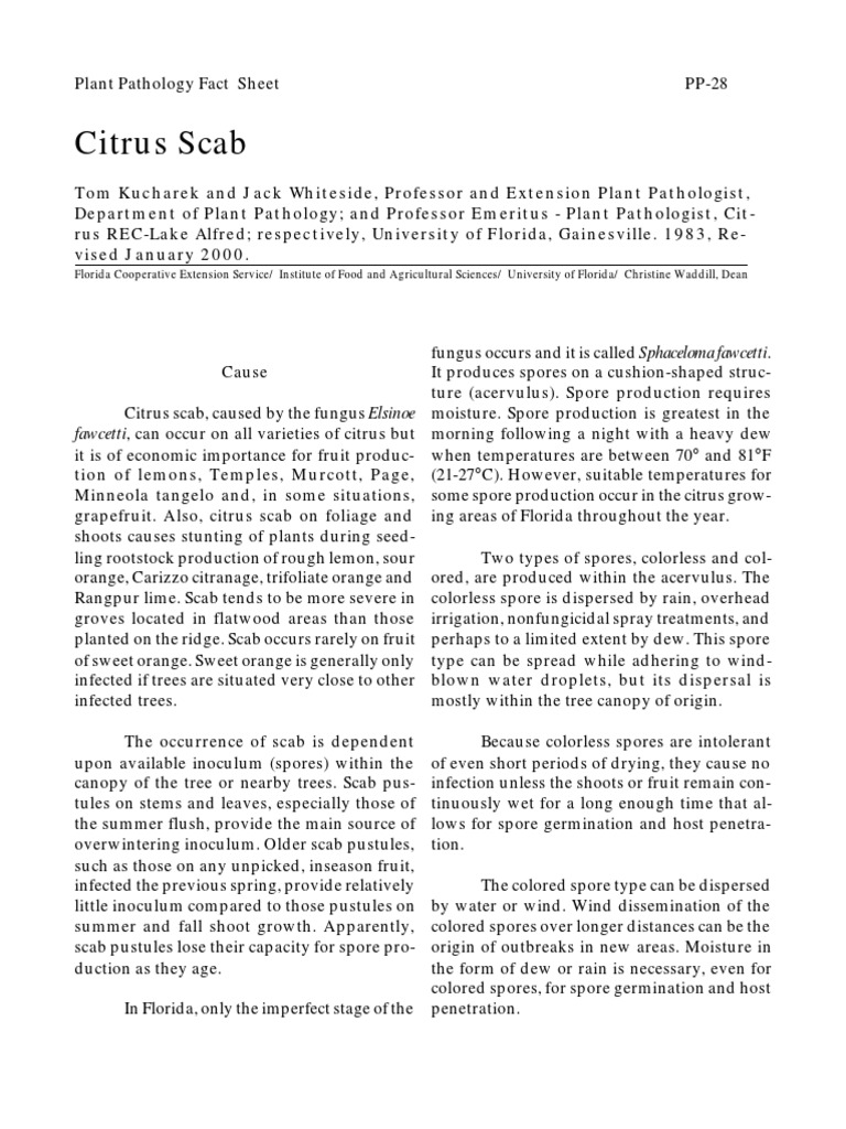 Scab of Lime | PDF | Citrus | Orange (Fruit)