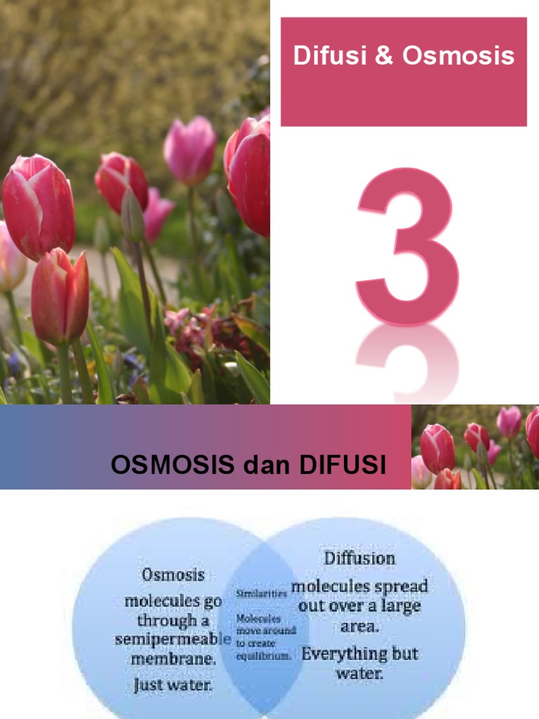 Proses Difusi dan Osmosis Sel | PDF