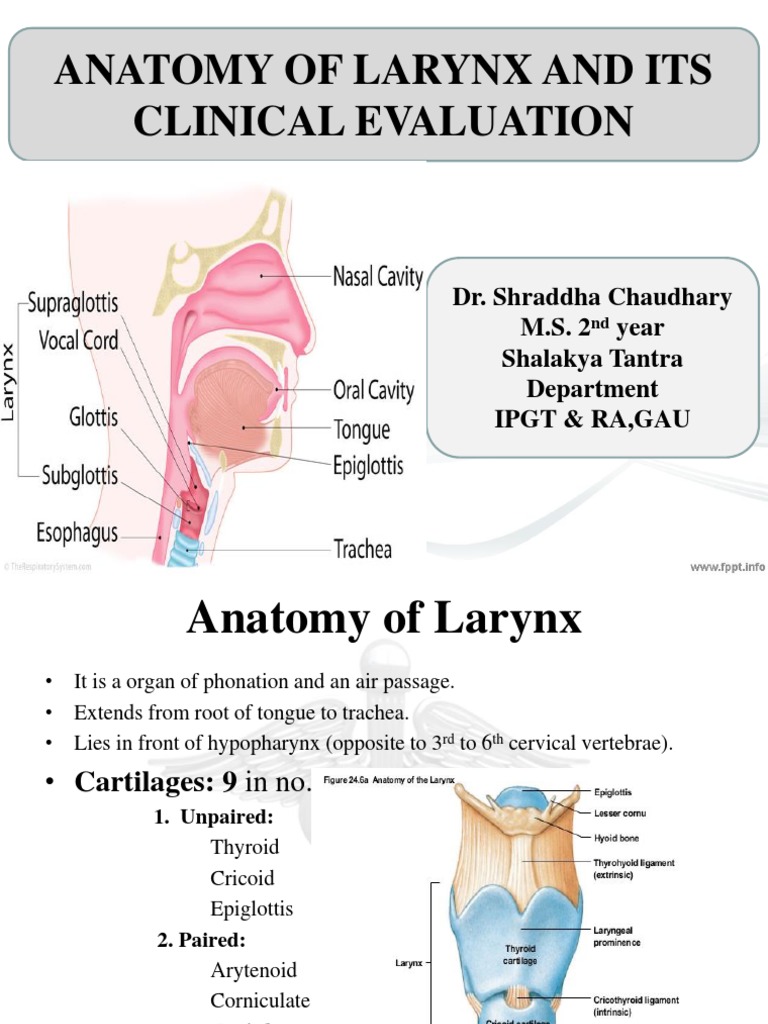 Anatomy of Larynx and Its Clinical Evaluation | PDF | Larynx | Human Voice