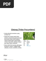 Morfologi Dan Anatomi Bunga Sepatu | PDF