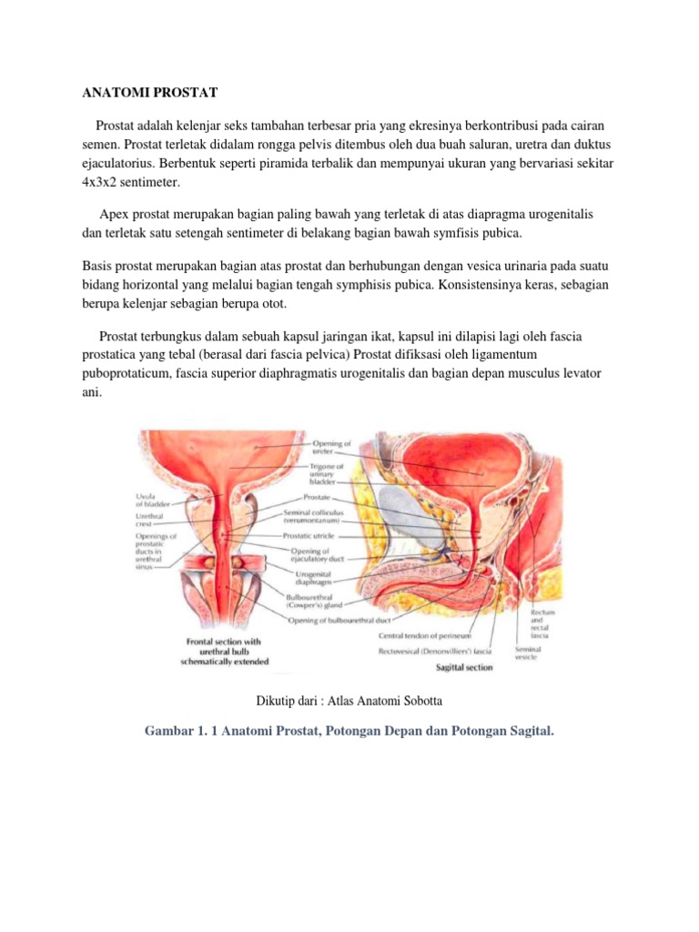 Anatomi Prostat | PDF