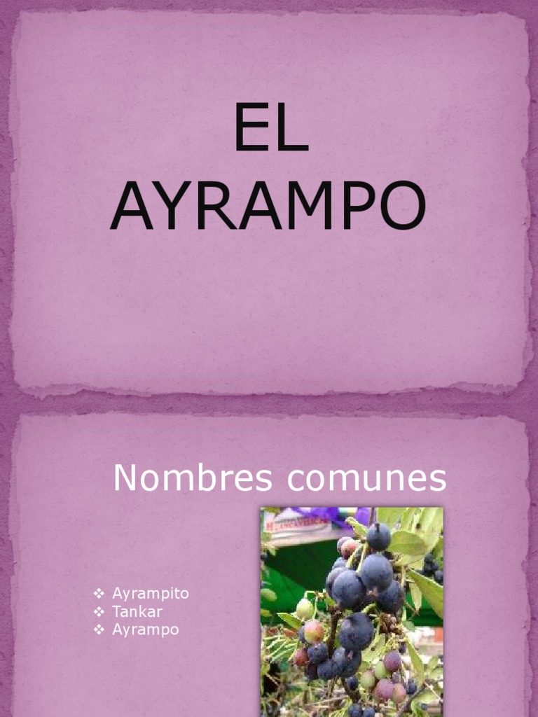 El ayrampo | Tallo de la planta | Botánica