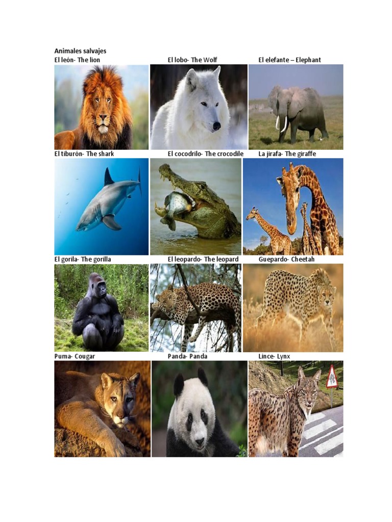Animales Salvajes | PDF