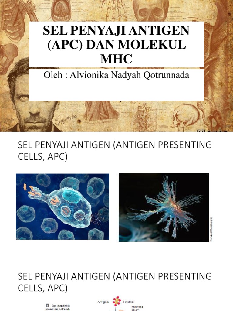 Sel Penyaji Antigen (Apc) Dan MHC | PDF