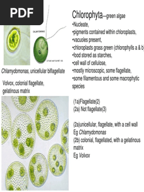 Chlorophyta Diagram