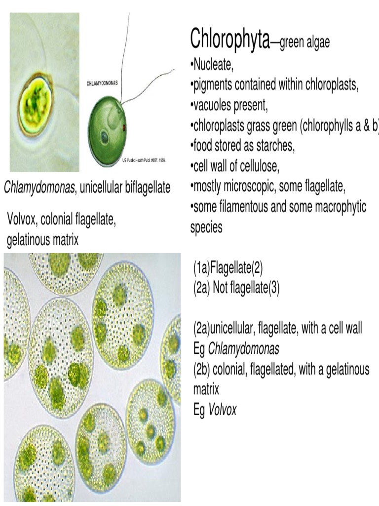 Chlorophyta: Chlamydomonas, Unicellular Biflagellate | PDF | Algae ...