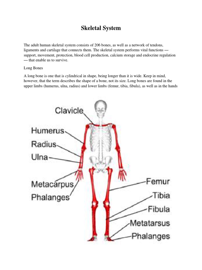 Anatomy and Physiology of Facial Bones | PDF | Human Nose | Skeleton
