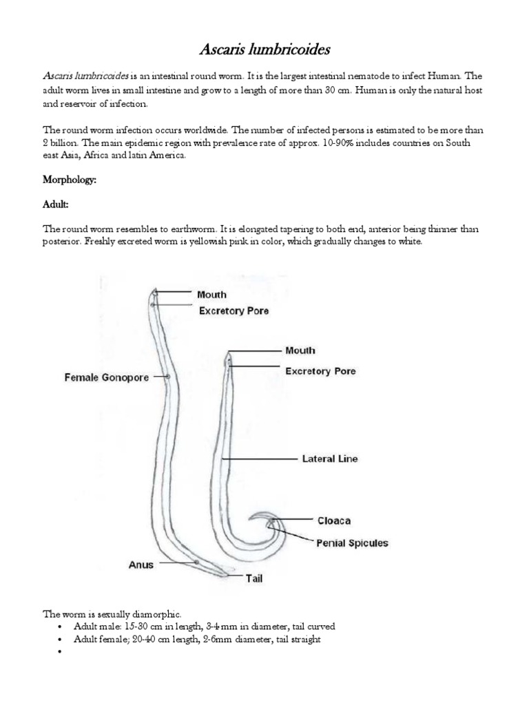 Ascaris Labelled Diagram