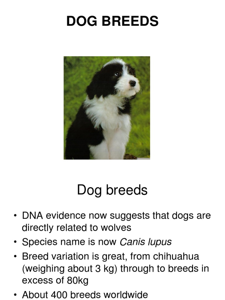 Dog Breeds | PDF | Terriers | Dog Breeds