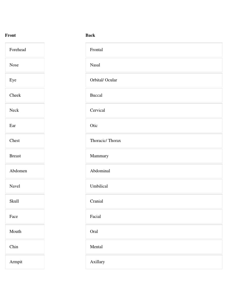 Forehead Frontal: Front Back | PDF | Anatomical Terms Of Location | Abdomen