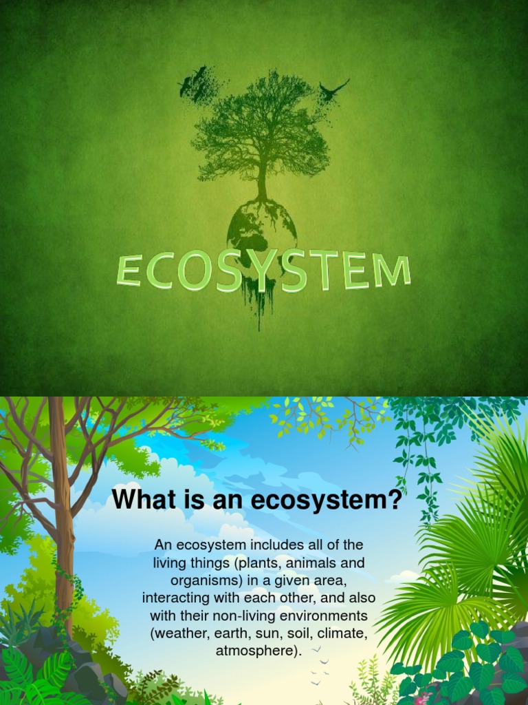 Components of Ecosytem | PDF | Ecosystem | Desert