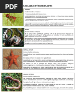 Los Cinco Sentidos de Los Animales | PDF | Gusto | Olfato