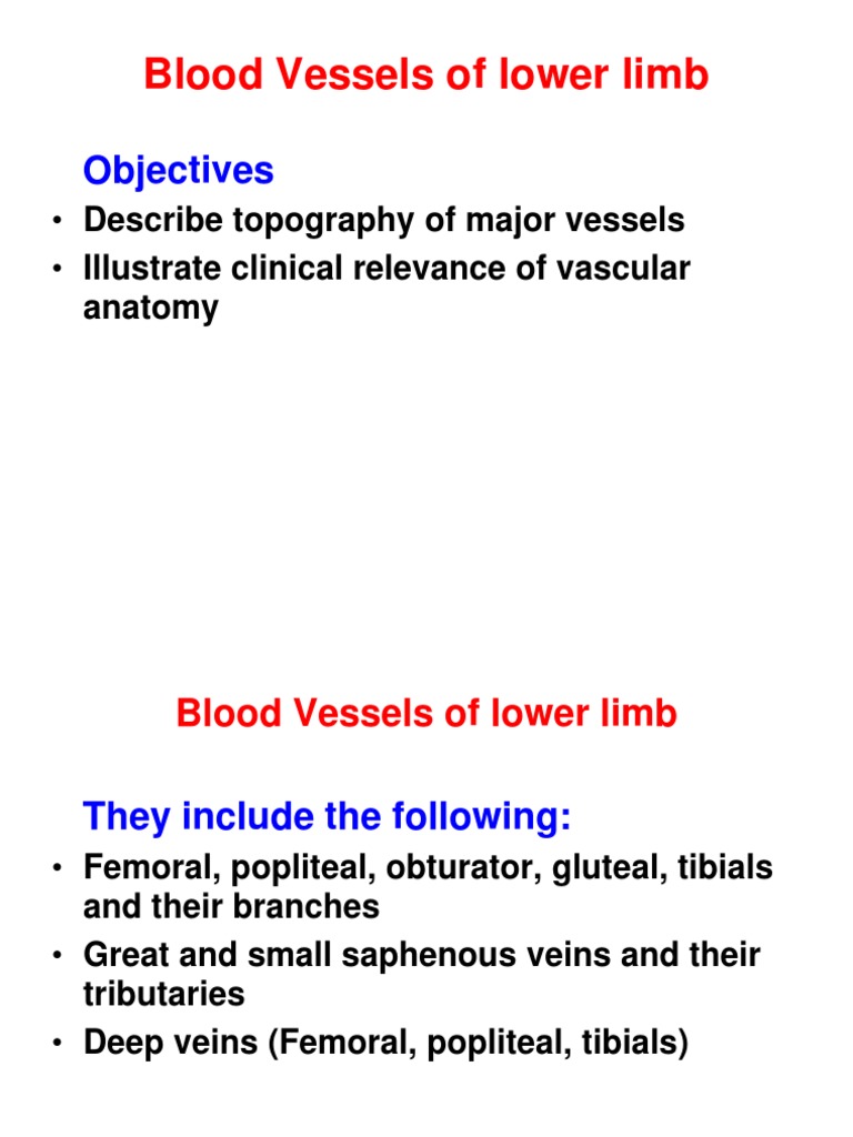 Blood Supply of Lower Limb | PDF | Human Leg | Vein