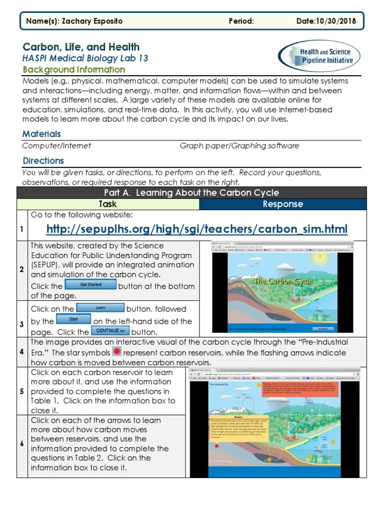 Carbon Cycle Analysis Lab 20 | PDF | Carbon Sink | Carbon Cycle