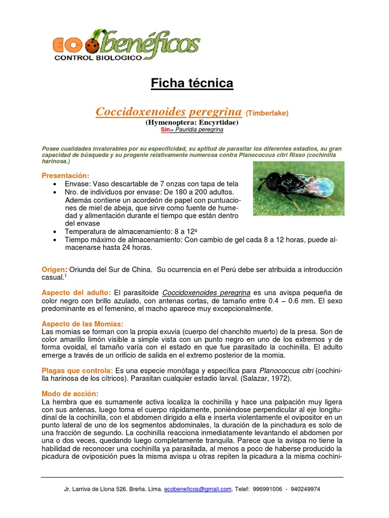 Ficha Tecnica de Parasitoide de Chanchito Blanco | PDF | Avispa | Insectos