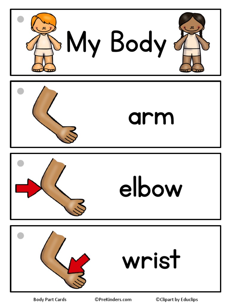 My Body Arm Elbow Wrist: Body Part Cards ©clipart by Educlips | PDF ...
