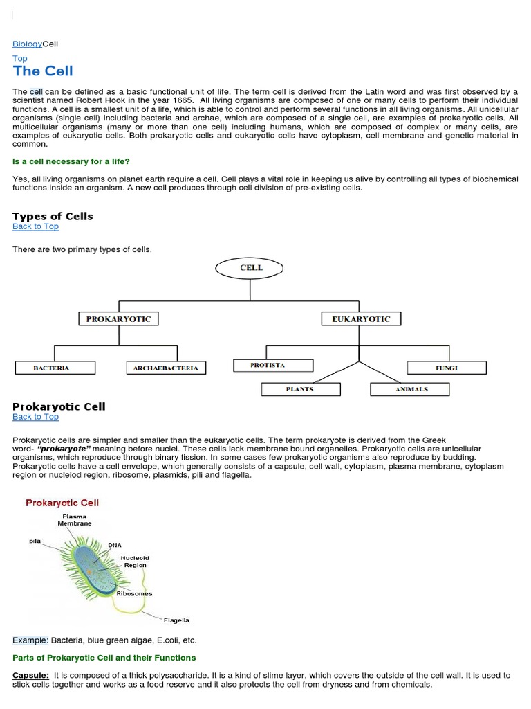 The Cell: Types of Cells | PDF | Eukaryotes | Cell (Biology)