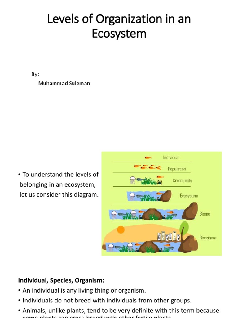 Levels of Organization in An Ecosystem: By: Muhammad Suleman | PDF ...