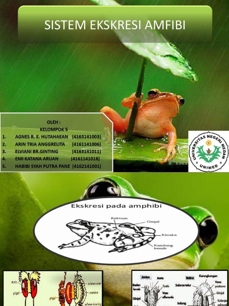 Sistem Ekskresi Amfibi | PDF