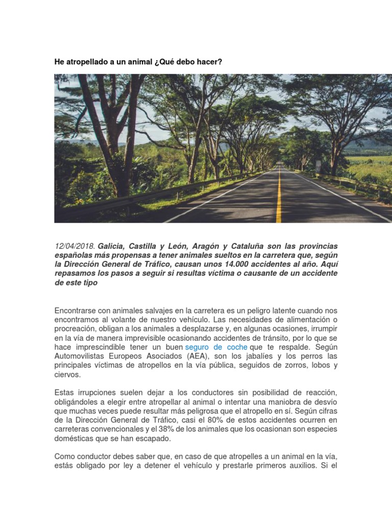He Atropellado A Un Animal Que Debo Hacer | PDF | La carretera ...