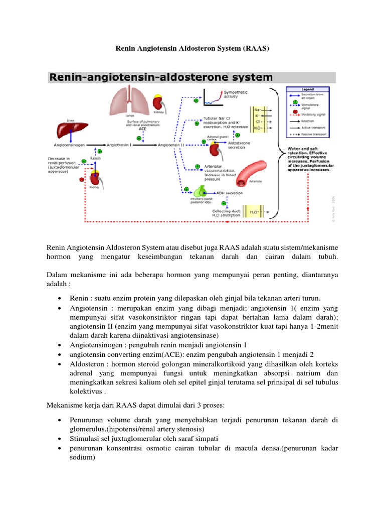 Renin Angiotensin Aldosteron System | PDF