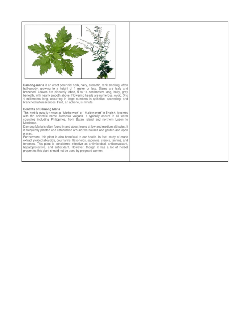 Health Benefits of Damong Maria Herb | PDF