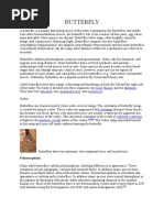 Butterfly Symmetry Activity | PDF