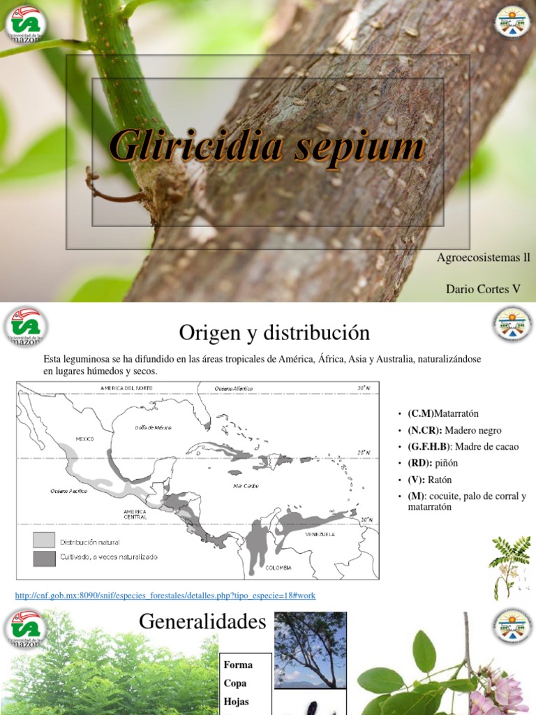 Gliricidia Sepium | PDF | Agronomía | Paisaje