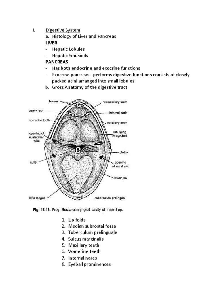 LAB EXAM Systems Reviewer | PDF | Human Digestive System ...