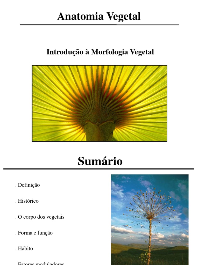 Aula 1 - Morfologia Vegetal PDF | PDF | Raiz | Morfologia vegetal