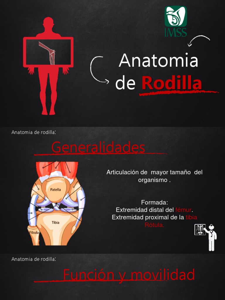 Anatomía Completa de la Rodilla | PDF | Rodilla | Anatomía del miembro ...