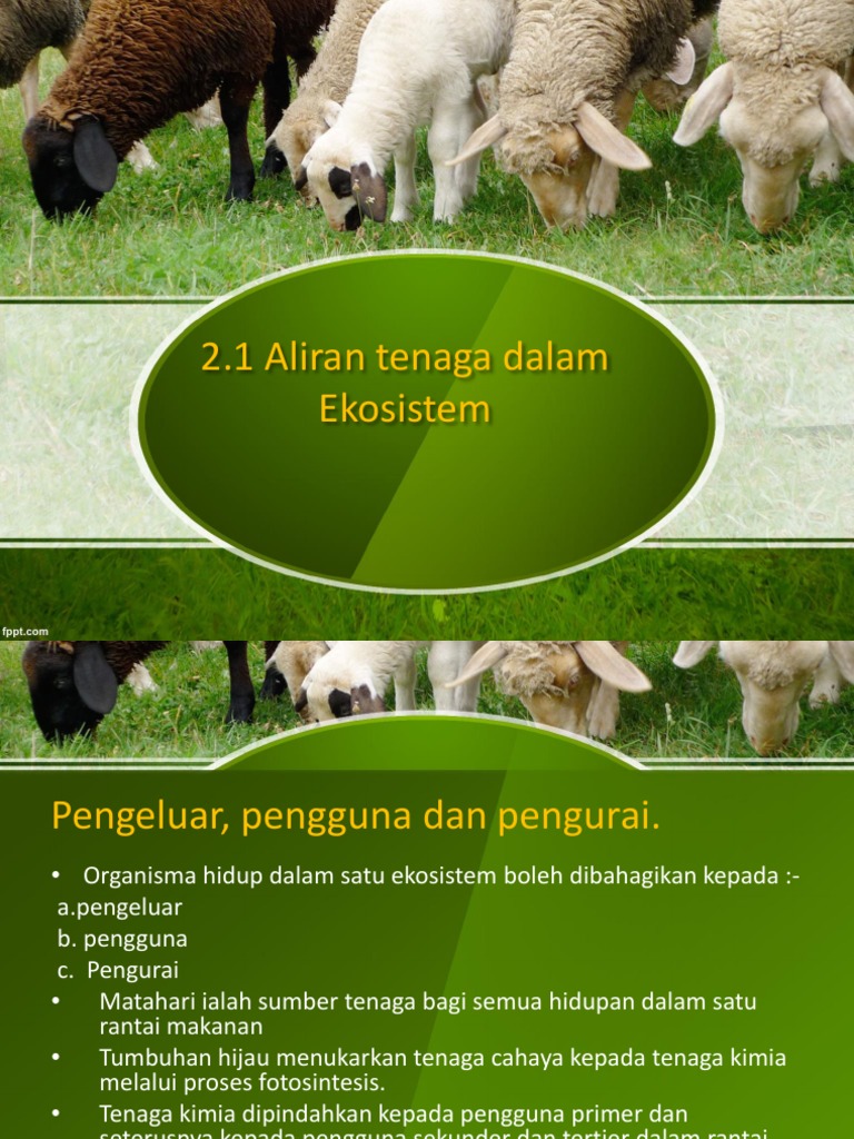 2.1 Aliran Tenaga Dalam Ekosistem | PDF