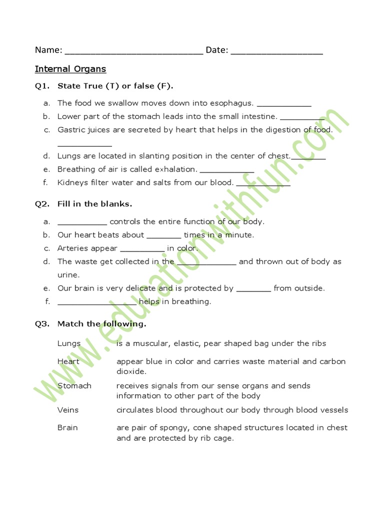Internal Organs Worksheet 1 | PDF