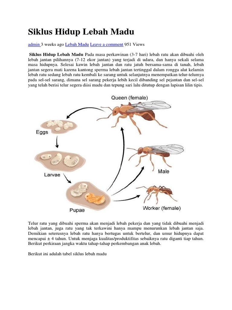 Siklus Hidup Lebah Madu | PDF
