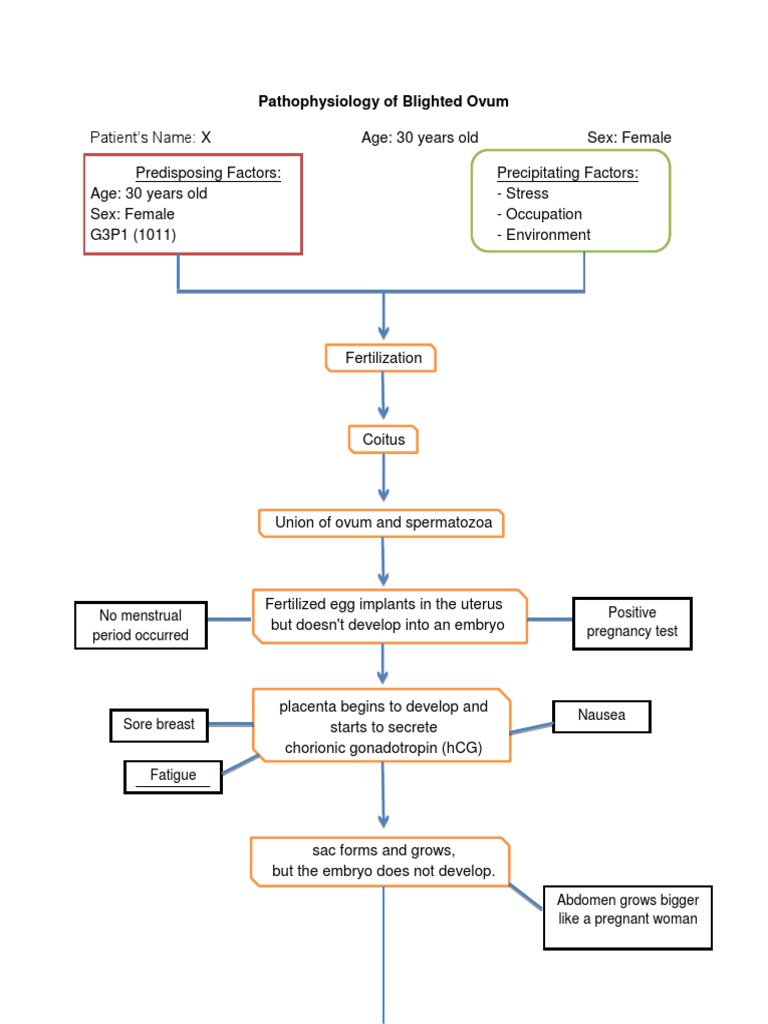 Pathophysiology of Blighted Ovum | PDF | Pregnancy | Sexual Intercourse