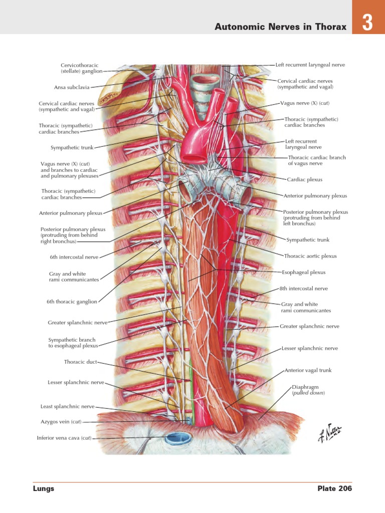autonomic﻿Nerves﻿in﻿Thorax﻿: Lungs Plate﻿206 | Vagus Nerve | Thorax