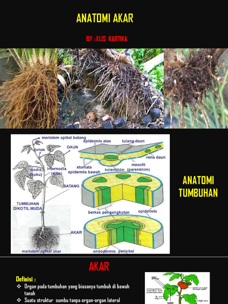 Anatomi Akar | PDF | Sains & Matematika