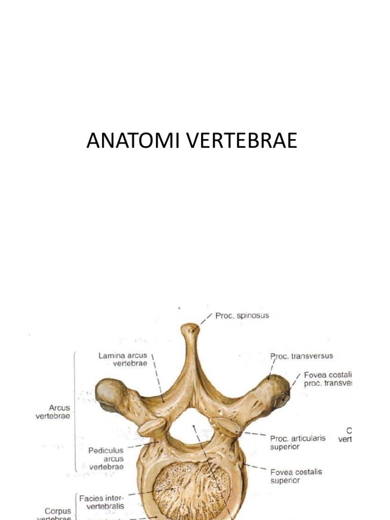 Anatomi Vertebrae | PDF | Ilmu Sosial | Seni