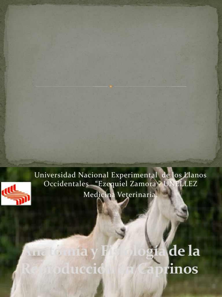 Aparato Reproductor Caprino | PDF | Útero | Vagina