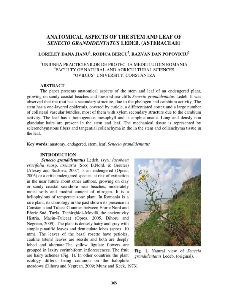 Senecio | PDF | Leaf | Plant Stem