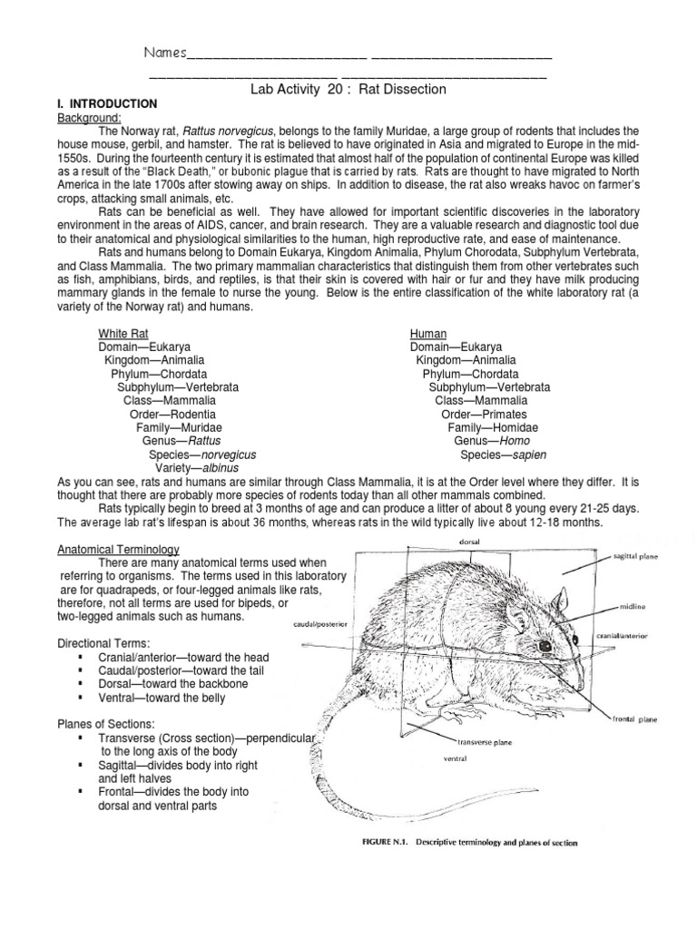 Names - Lab Activity 20: Rat Dissection | PDF | Heart Valve | Heart