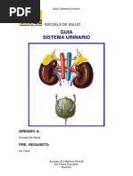 Anatomía de la Uretra Masculina | PDF | Próstata | Vejiga urinaria