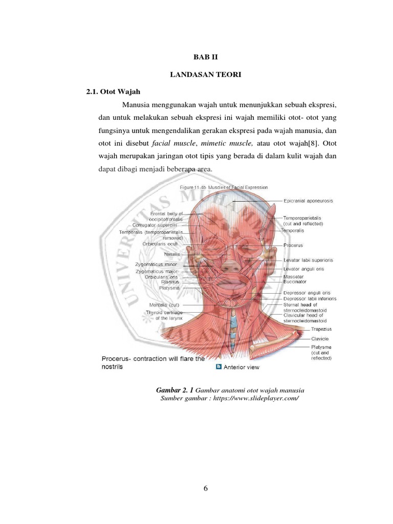 Anatomi Otot Wajah | PDF