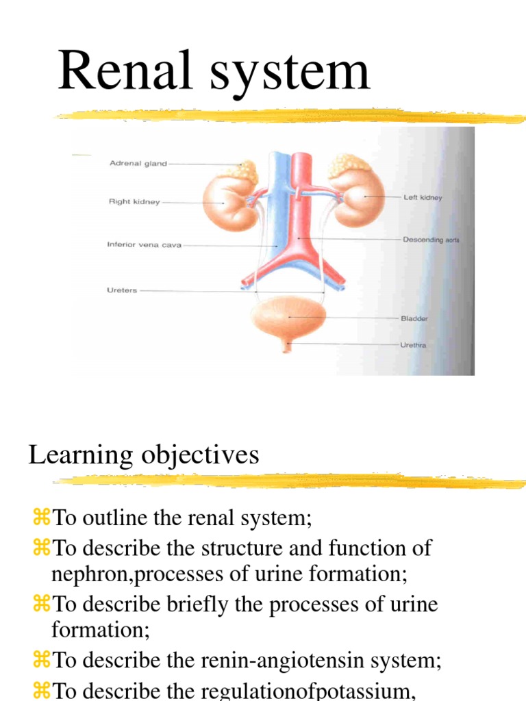 Renal-System PPT 2019 | PDF | Kidney | Urinary System